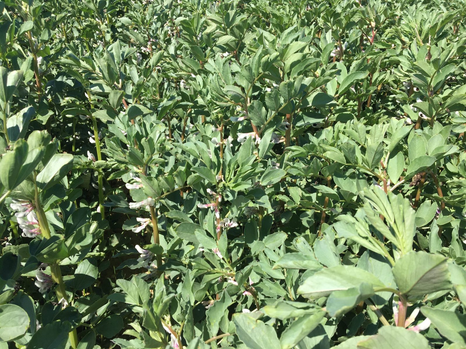 La qualité du semis de féverole d’hiver conditionne la réussite de la ...